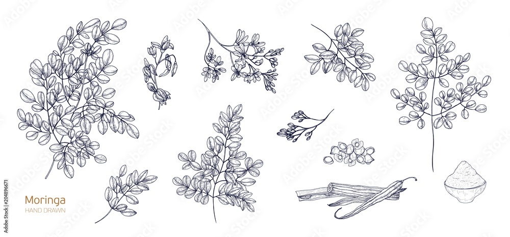 Set of detailed botanical drawings of Moringa oleifera leaves, flowers ...