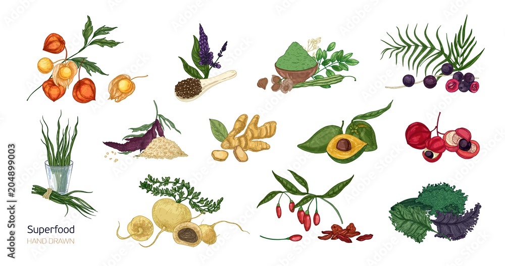 Collection of elegant botanical drawings of superfoods isolated on ...