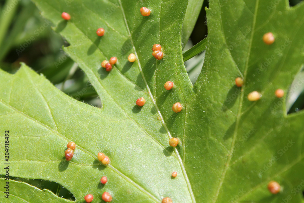 Gall caused by maple bladder-gall mite or Vasates quadripedes on Silver ...