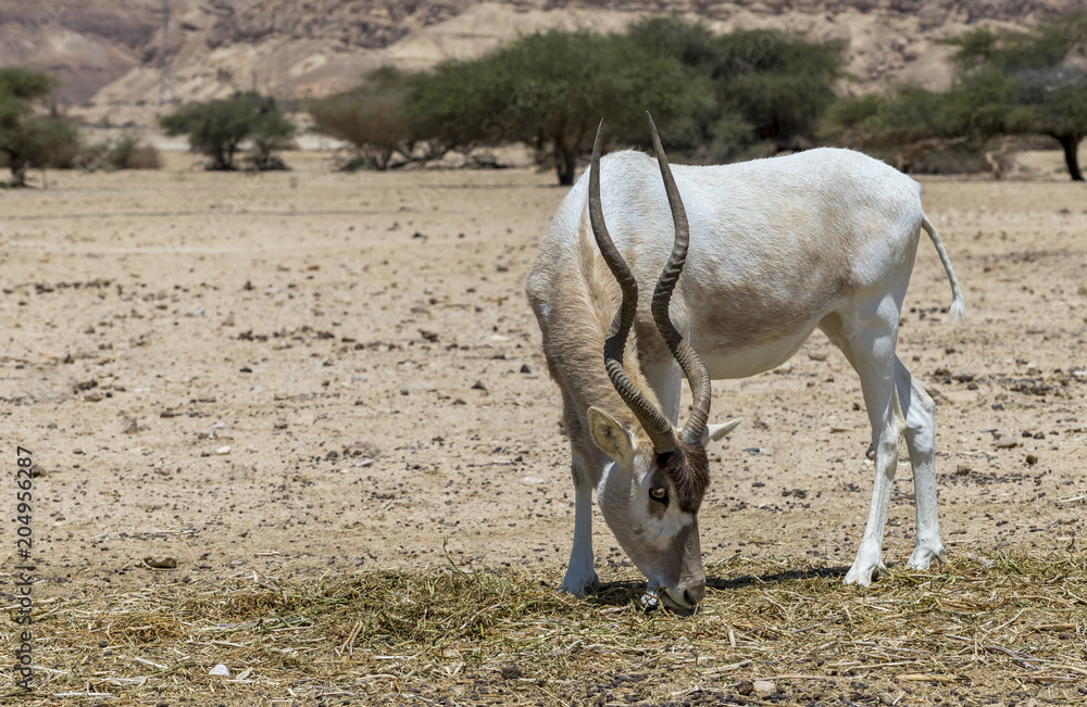 The antelope addax (Addax nasomaculatus)known as the screw-horn ...