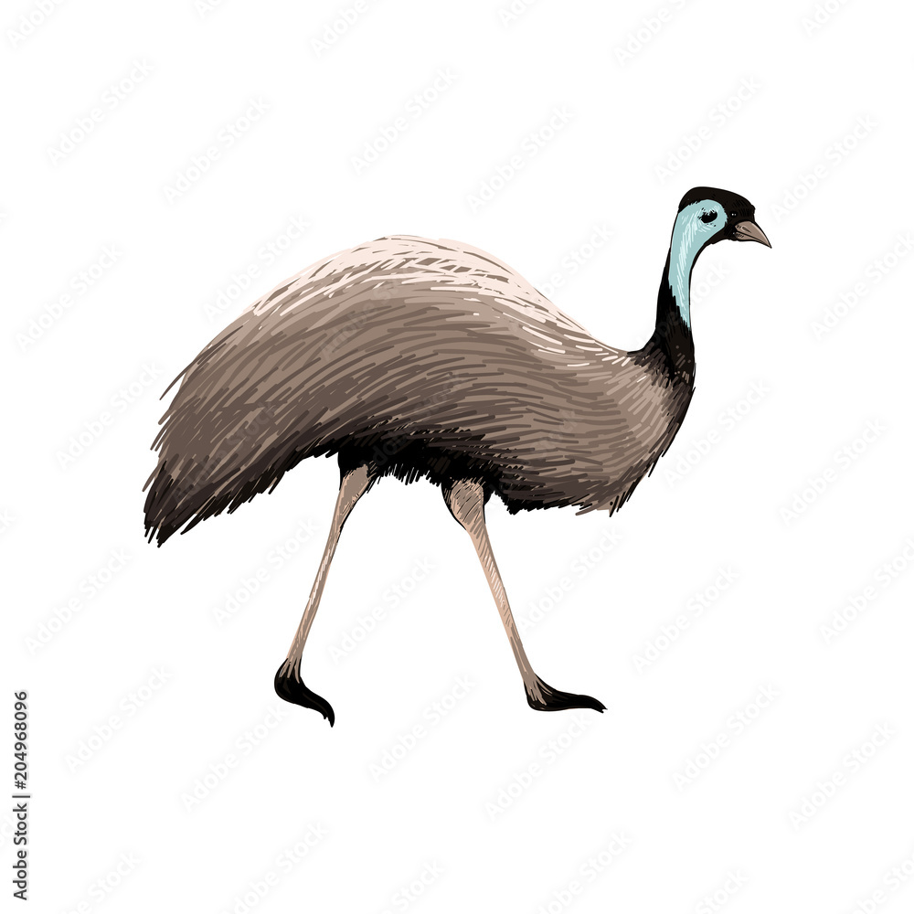 Australian animal. Ostrich emu in flat style isolated on white ...