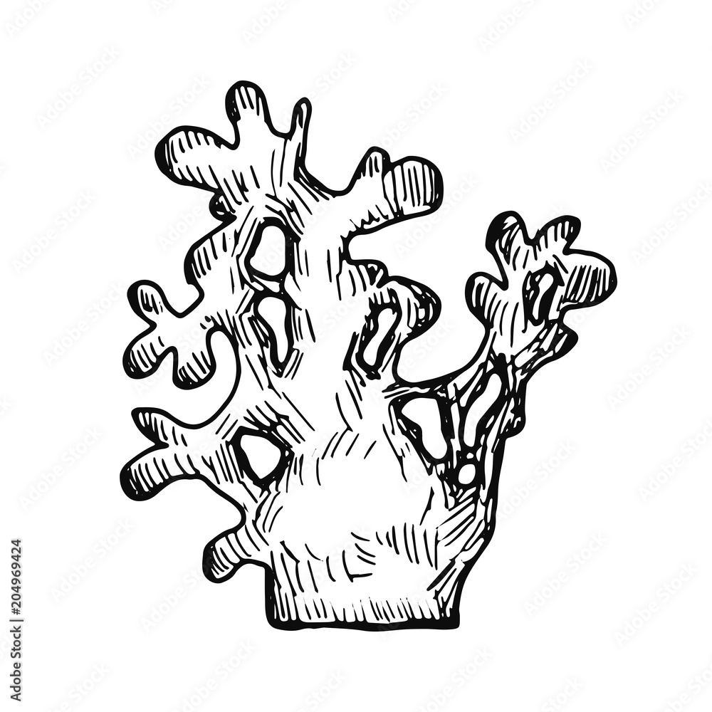 coral sketch isolated. hand drawing Stock Vector | Adobe Stock