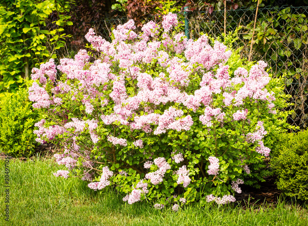 Syringa microphylla 'Superba' in the park, blooming lilac Stock Photo ...