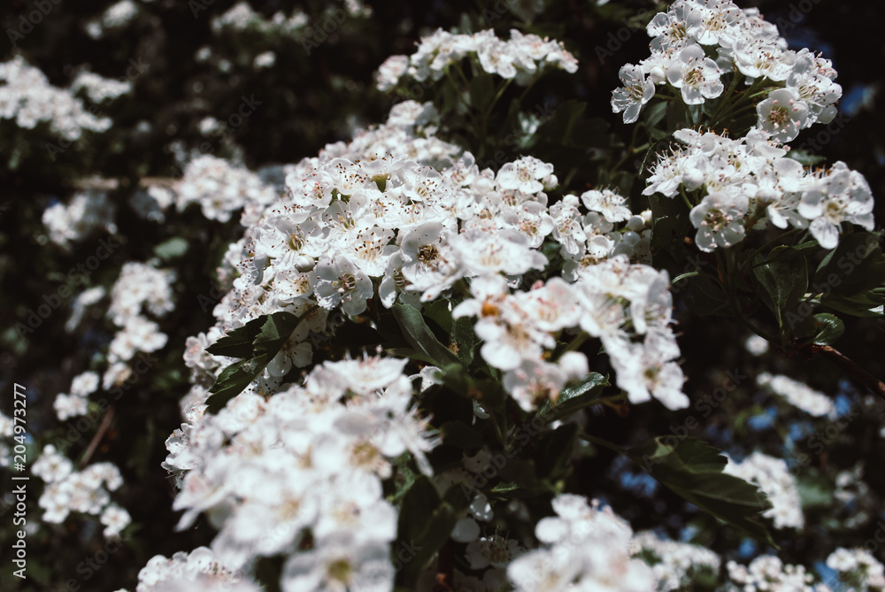Blossom of common hawthorn or single-seeded hawthorn, Crataegus ...