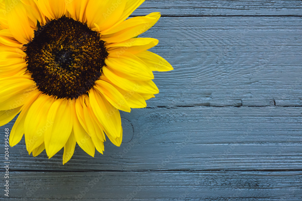 Single Sunflower Stock Photo | Adobe Stock