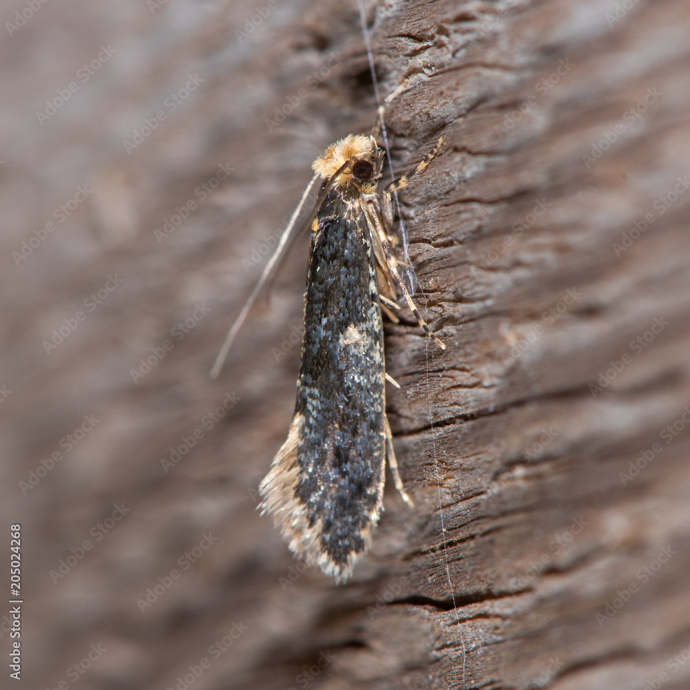 Foto de Skin moth (Monopis laevigella) adult. Small insect in the ...