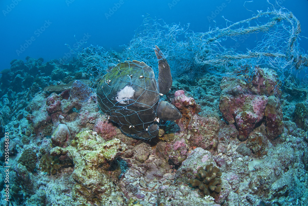 Dead Sea Turtle in a fishing net strangled to death / Ocean Protection ...
