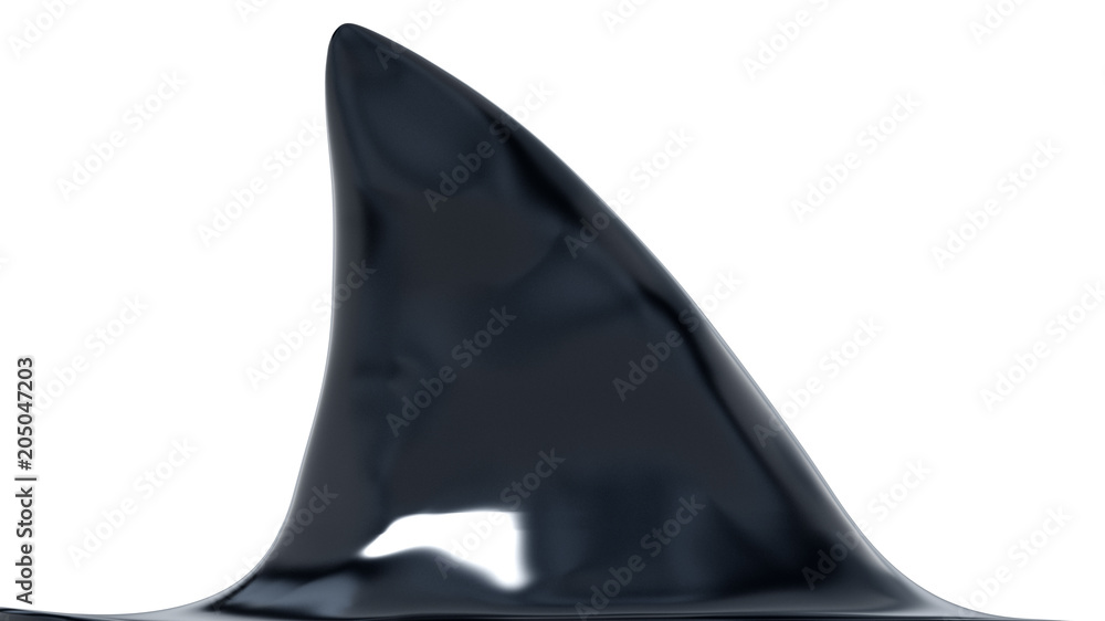 Shark Fin White Background
