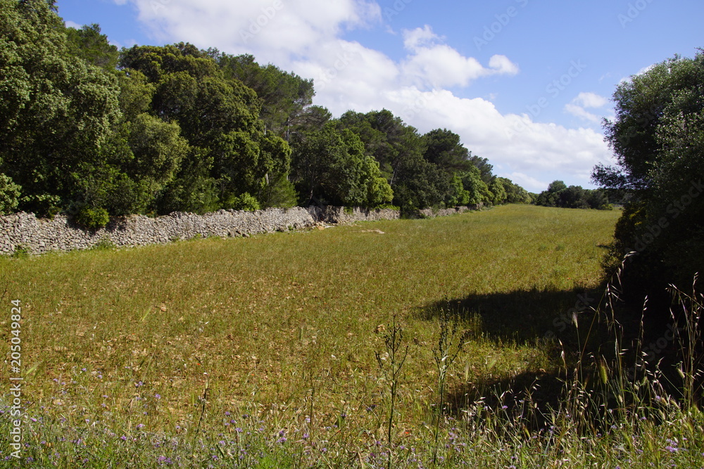 Pairies fleuries et murets en pierre à Minorque, île paradisiaque des ...