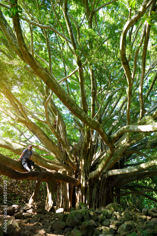 Foto de Branches and hanging roots of giant banyan tree growing on ...