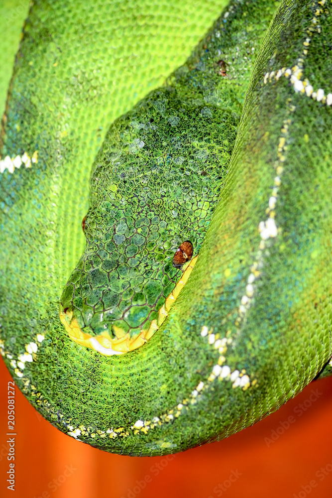 Amazon basin emerald tree boa Stock Photo | Adobe Stock