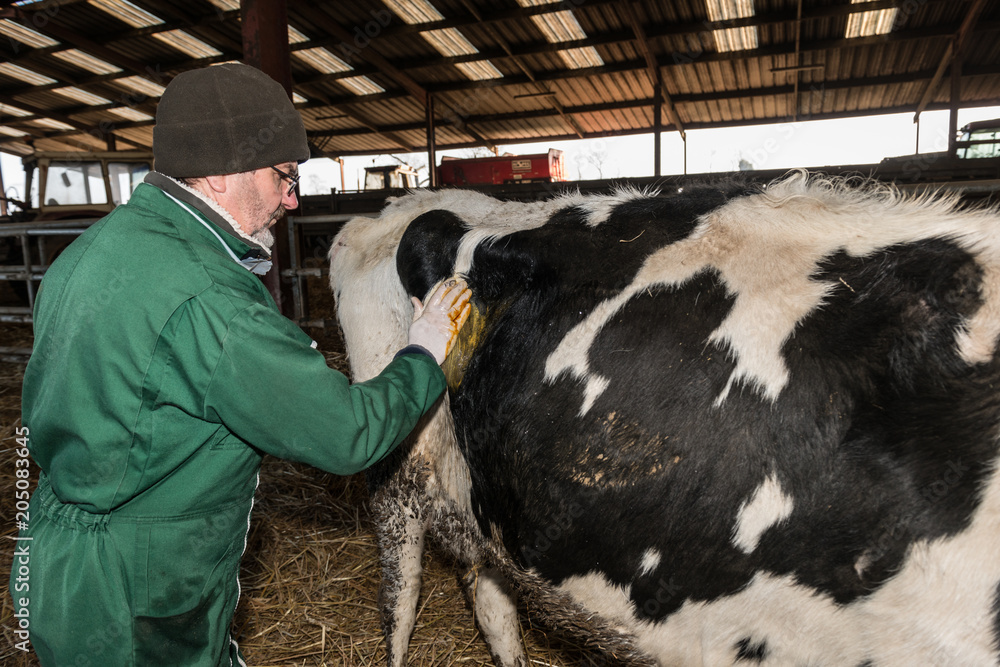 Opération Par Le Vétérinaire De La Caillette D'une Vache, 48% OFF