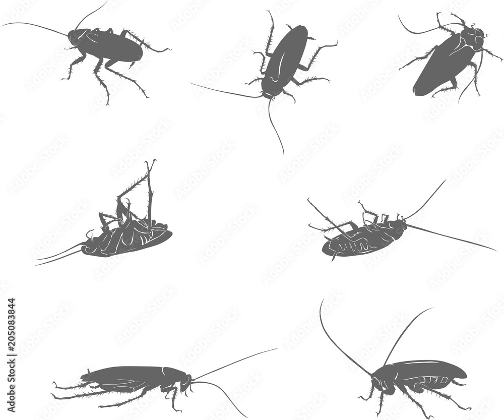 cockroach, drawing of a black cockroach, isolated silhouettes Stock ...