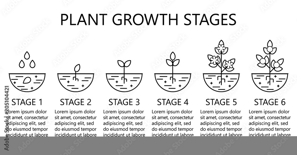 Plant growth stages infographics. Line art icons. Planting instruction ...