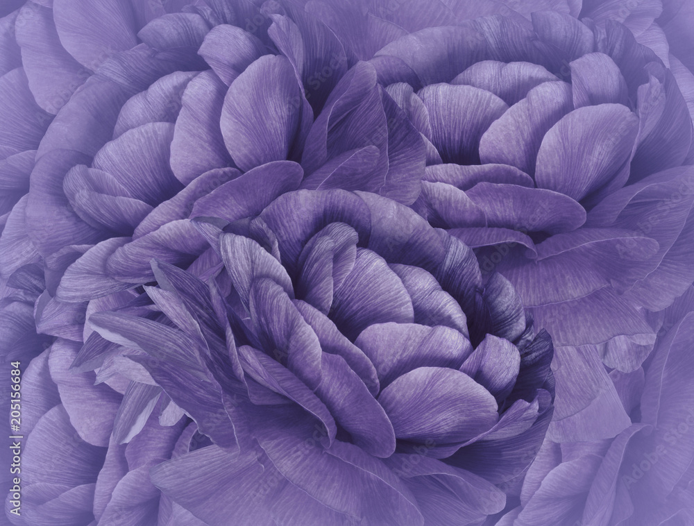 Floral violet background. A bouquet of purple flowers. Close-up. floral ...