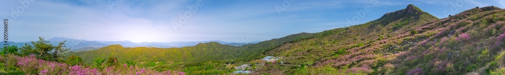 Panorama of Hwangmaesan Country Park with pink royal azalea or ...