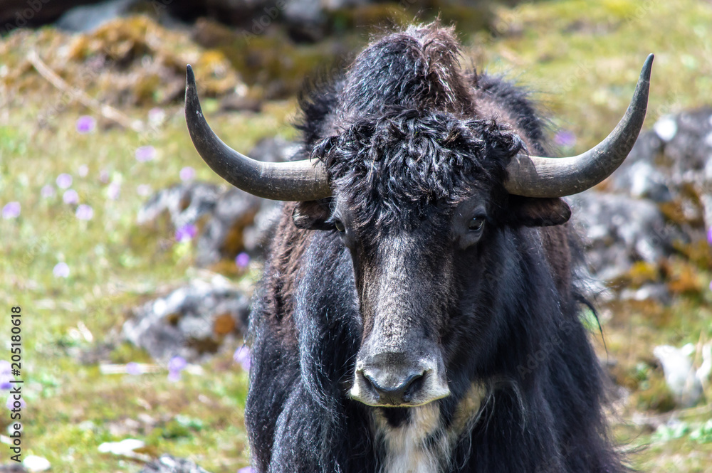 Wild yak at Yumthang valley, North Sikkim, Eastern Himalayas, India ...
