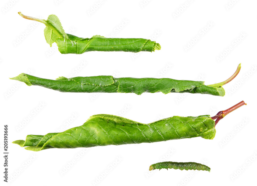 Green leaf of hackberry (Prunus padus), rolled in tubule by caterpillar ...
