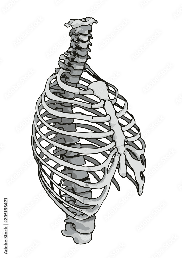 skeleton thorax vector Stock Vector | Adobe Stock
