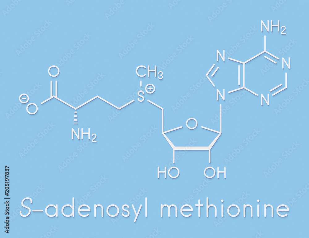 S-adenosyl methionine (SAM) molecule. Essential in several metabolic ...