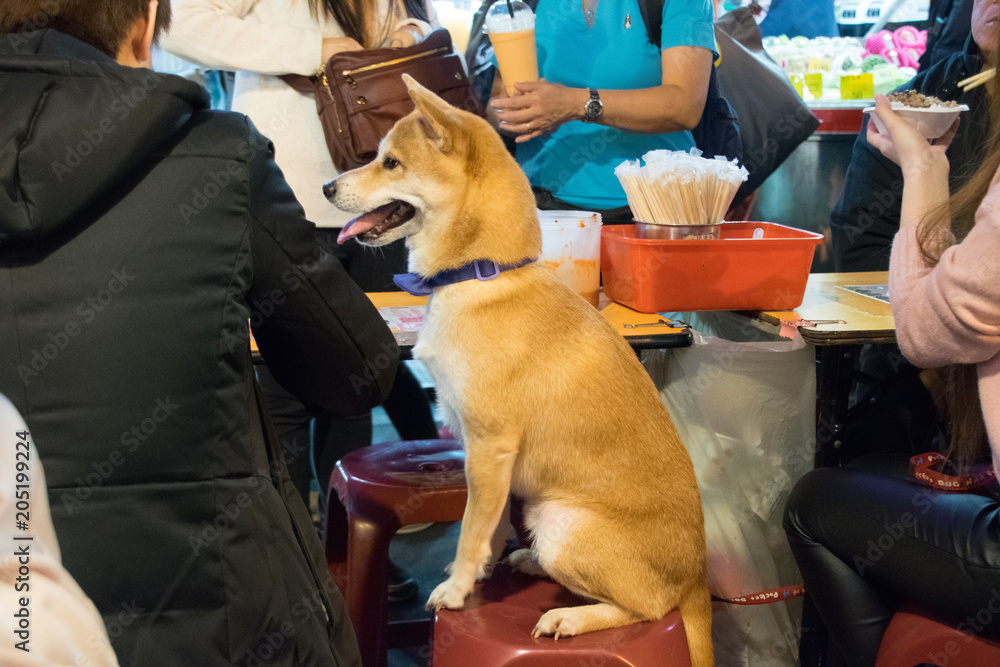 What Is A Dog In The Stock Market