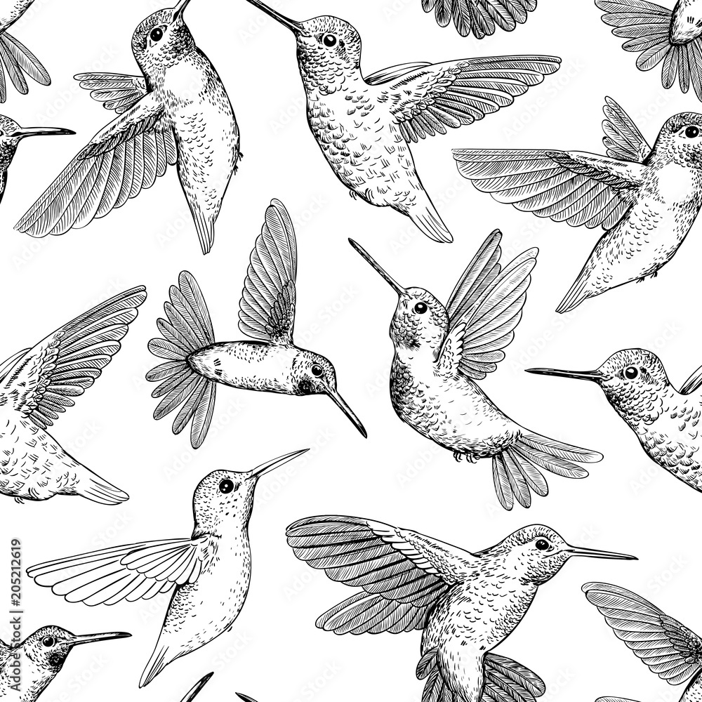 Hummingbird Flying Drawing