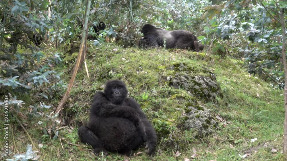 Mountain gorilla, Silverback and Family outside the park in Rwanda ...
