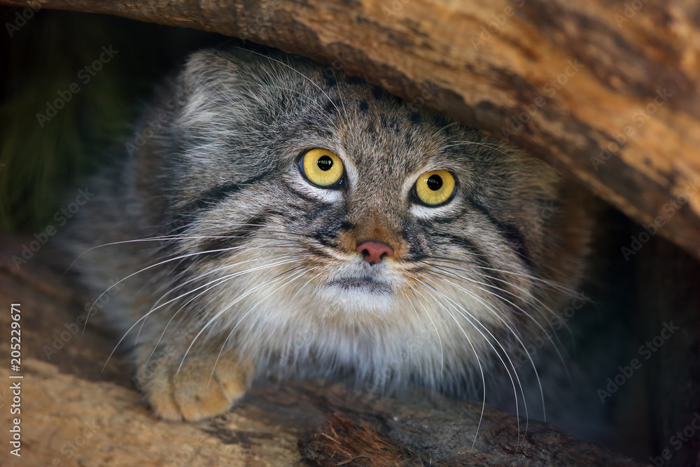 The Pallas's cat (Otocolobus manul), also called the Manul,male portait ...