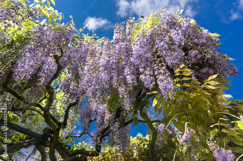 Wisteria tree Stock Photo | Adobe Stock
