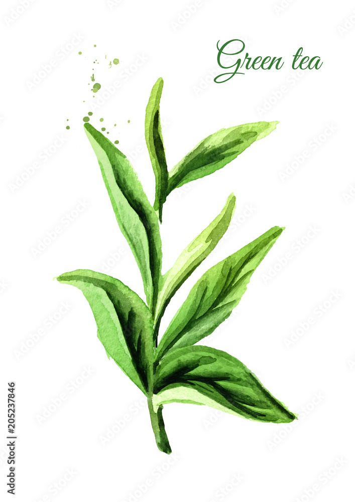 Green tea leaves. Watercolor hand drawn vertical illustration, isolated ...