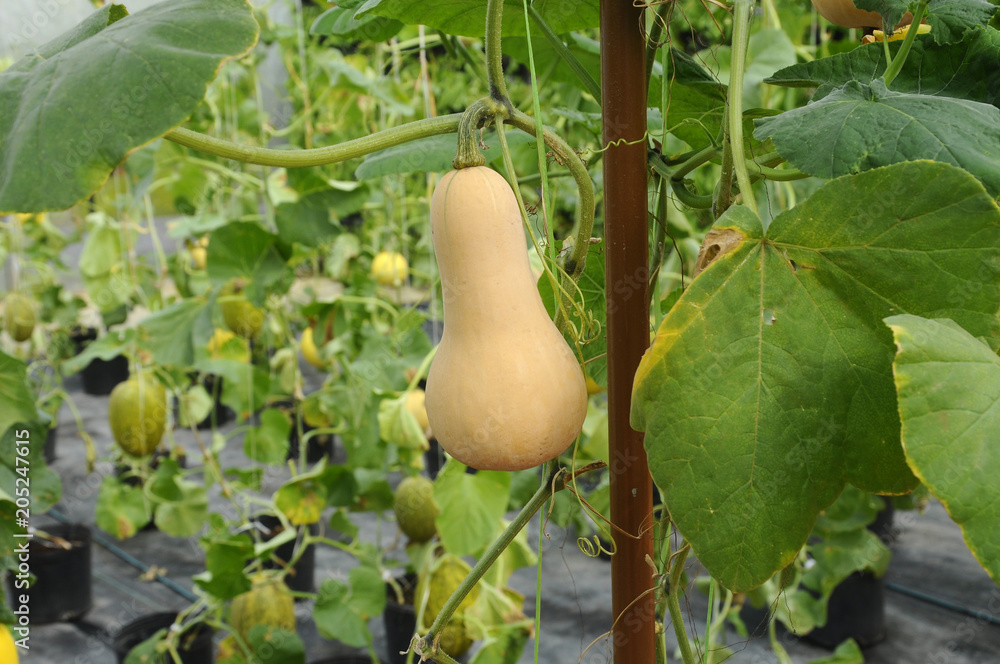 Pumpkin tree with its hanging fruit. A new hybrid breed based on the ...