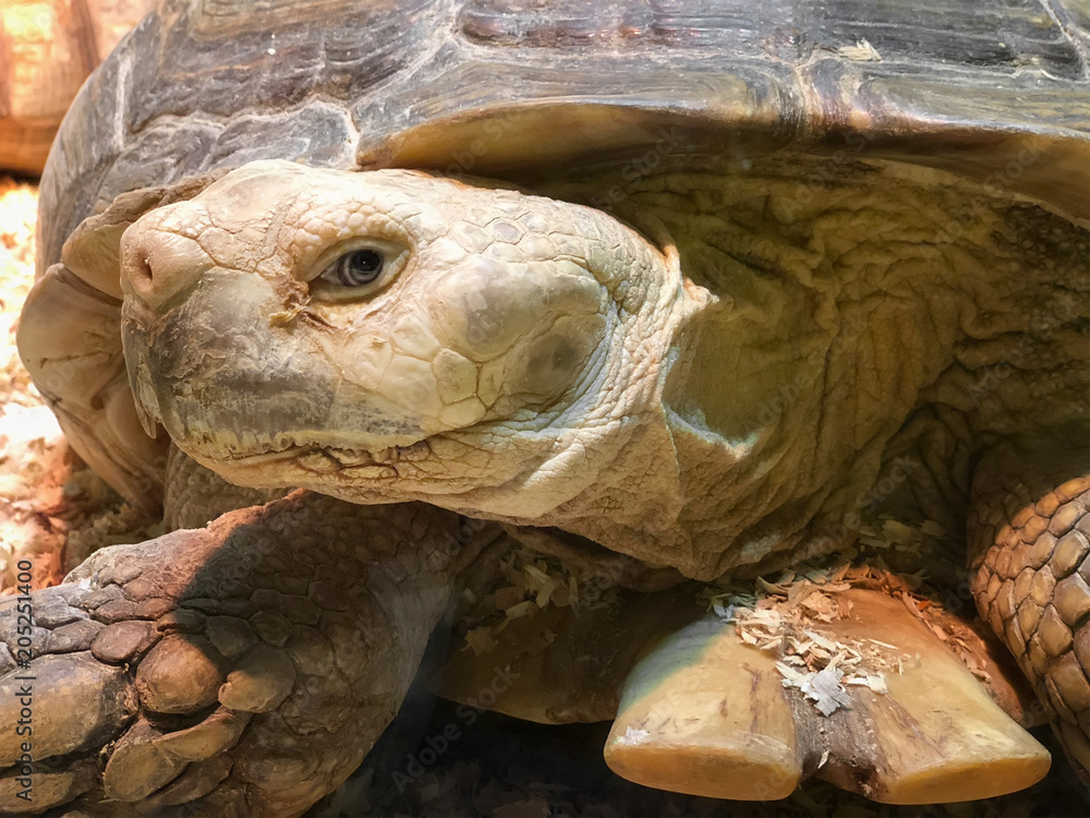 Giant Galapagos turtle Geochelone nigra close-up. Protection of ...