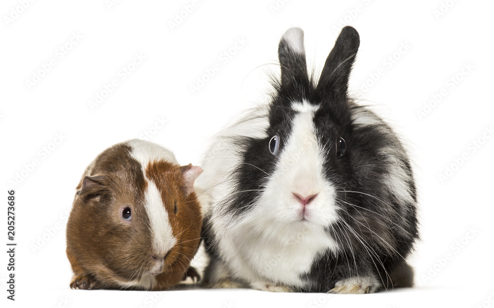 Guinea pig and rabbit together sitting against white background Stock ...