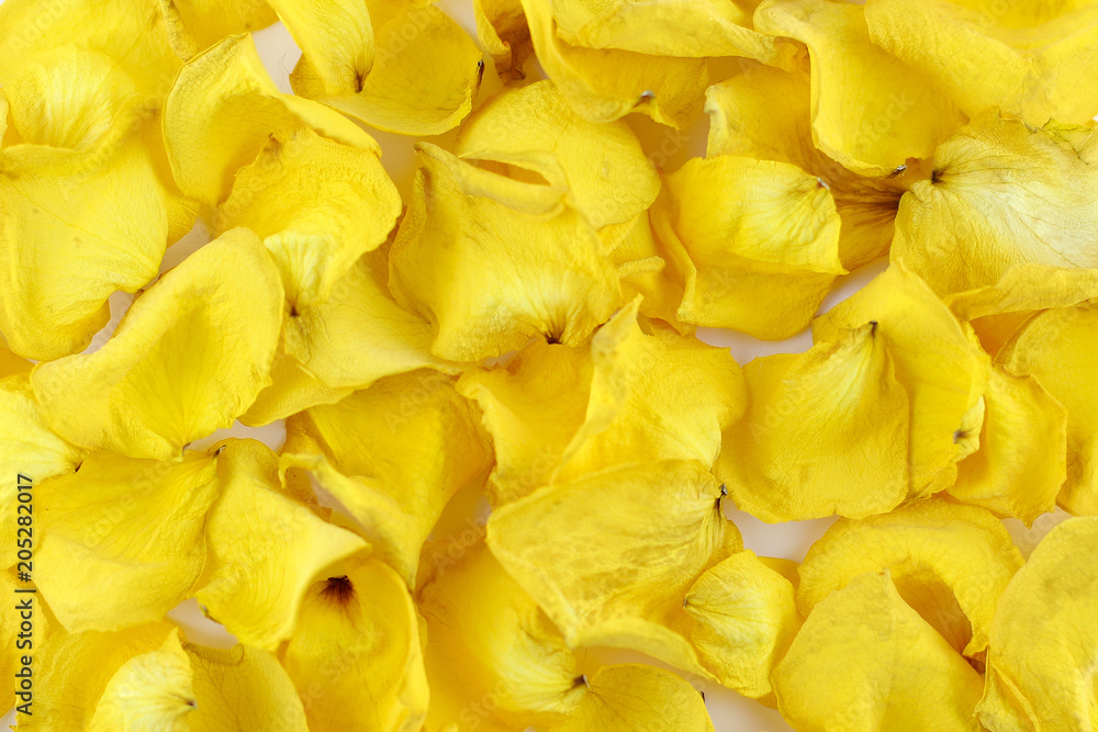 Yellow Rose Petals Background