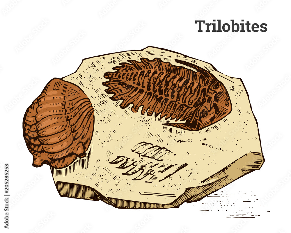 Preserved trilobite specimen. Fragment fossil, skeleton of prehistoric ...