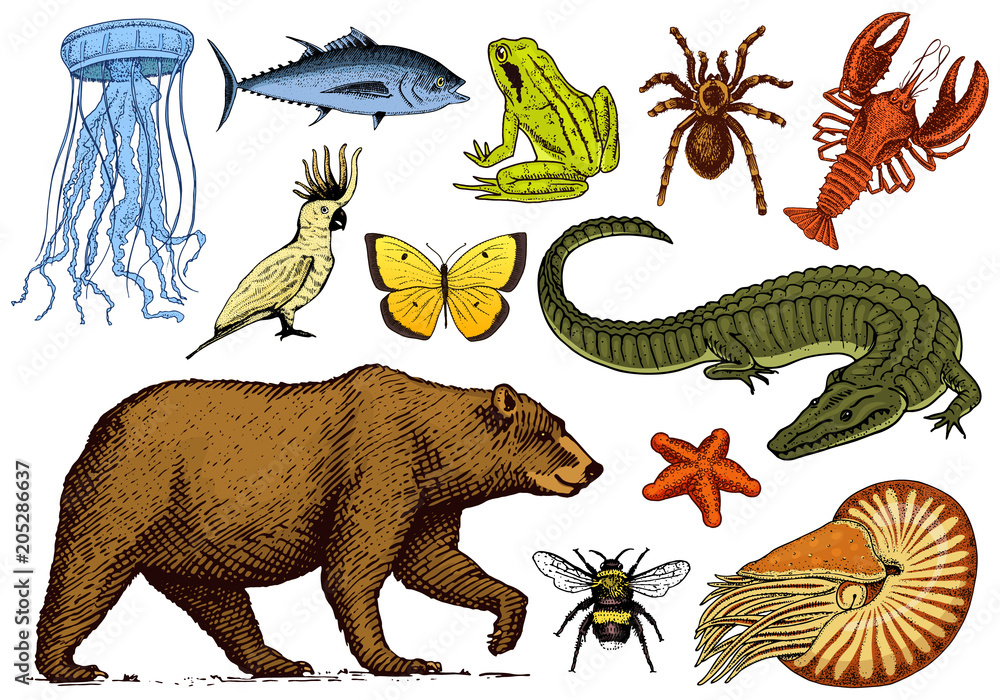 Set of animals. Reptile amphibian mammal insect. Bug Bear shell ...
