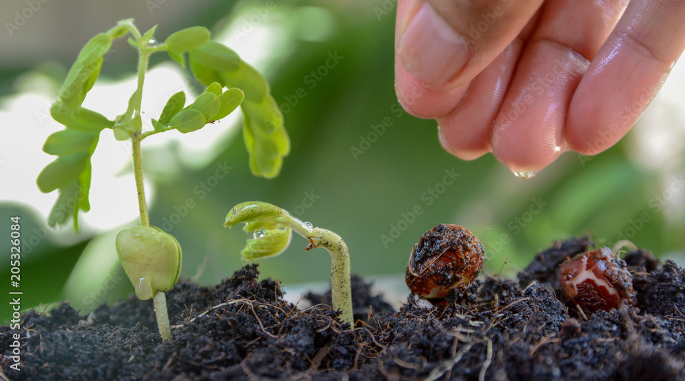 seed to tree, Seeding, Plant seed growing concept Stock Photo | Adobe Stock