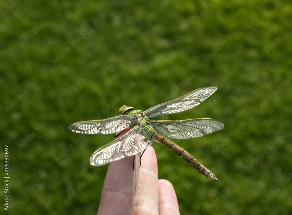 beautiful dragonfly sitting on a human finger with green natural ...