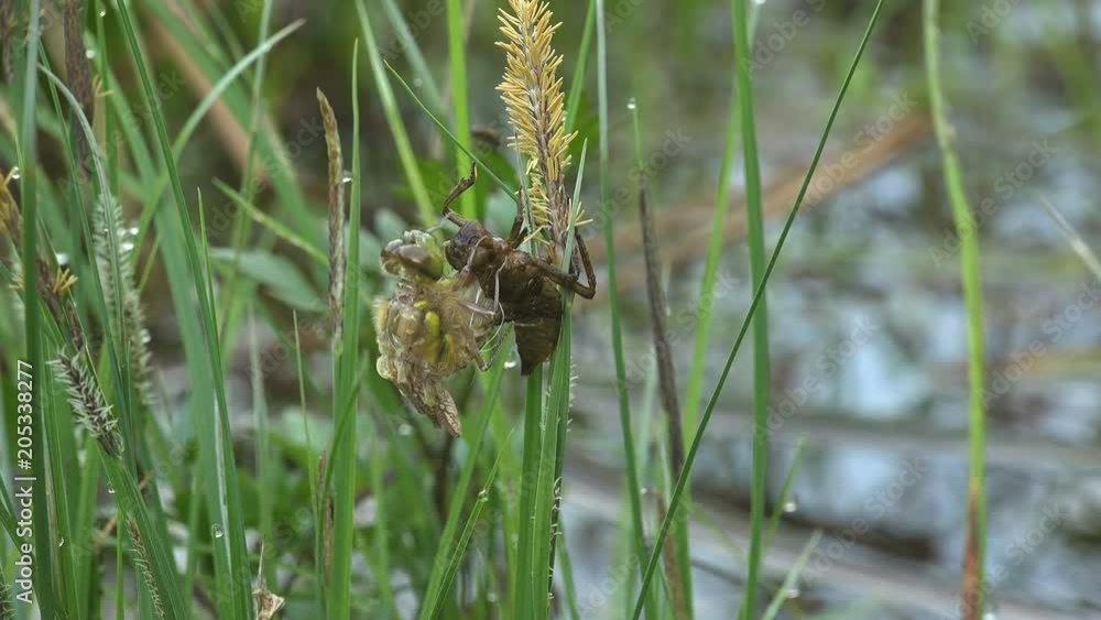 Birth insect dragonfly. An adult dragonfly has just emerged from its ...