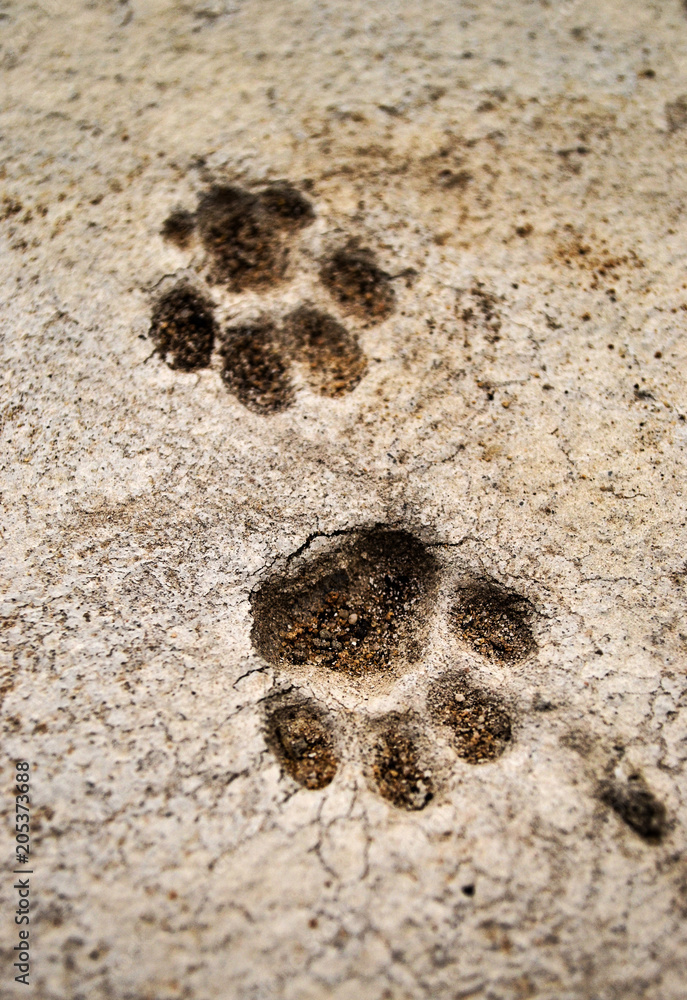 Textural footprints of the cat. Cement footprint. Traces. Stock Photo ...