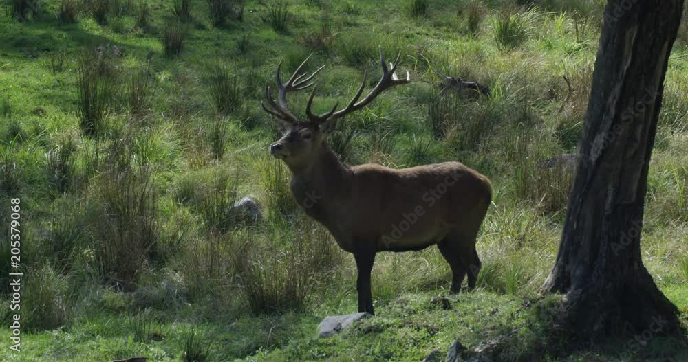 Male deer buck walking through forest turns to look directly at camera ...