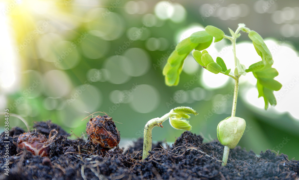 art abstract spring background or summer background with fresh, seed to ...