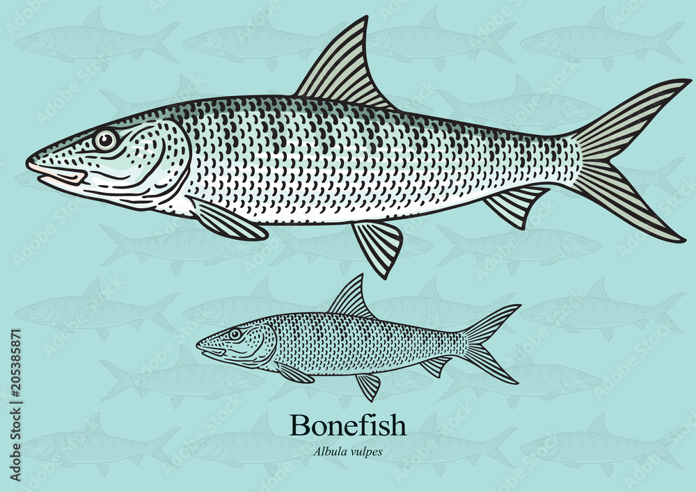 Bonefish. Vector illustration with refined details and optimized stroke ...