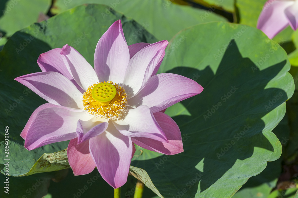 Nelumbo nucifera, also known as Indian lotus, sacred lotus, bean of ...