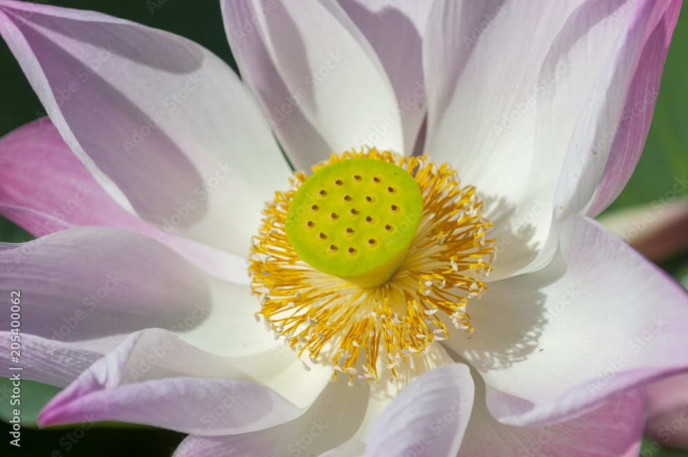 Nelumbo nucifera, also known as Indian lotus, sacred lotus, bean of ...