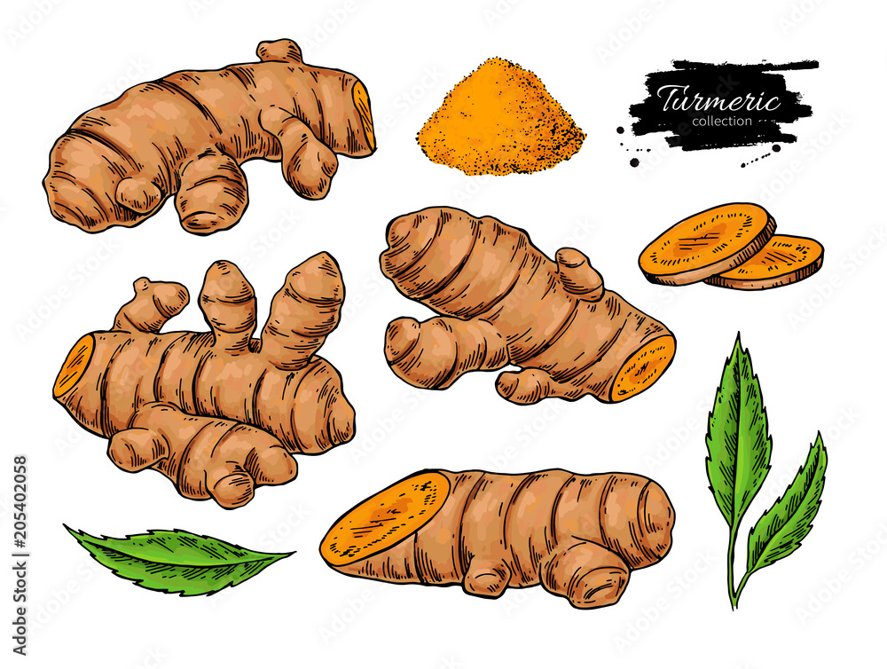 Turmeric root vector hand drawn illustration. Curcuma, powder, Stock ...