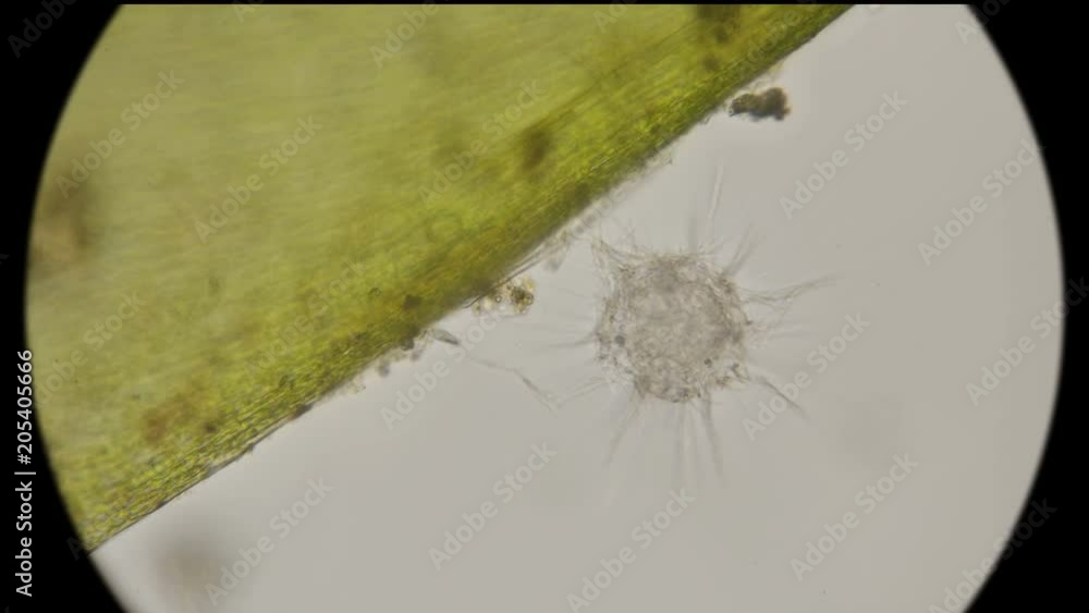 the simplest organisms of the Heliozoa class, similar to radiolarians ...