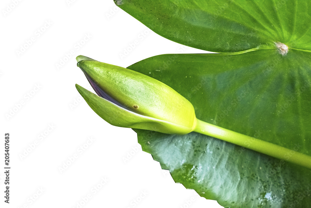 Lotus flower to creative pattern and texture design with background.Top ...