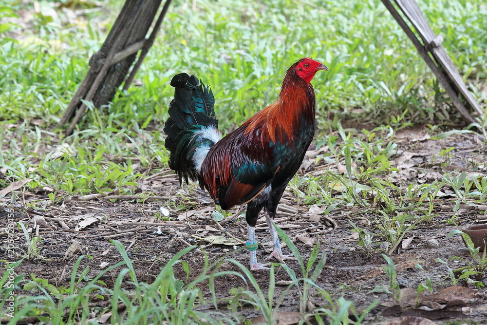 Blueface Rooster