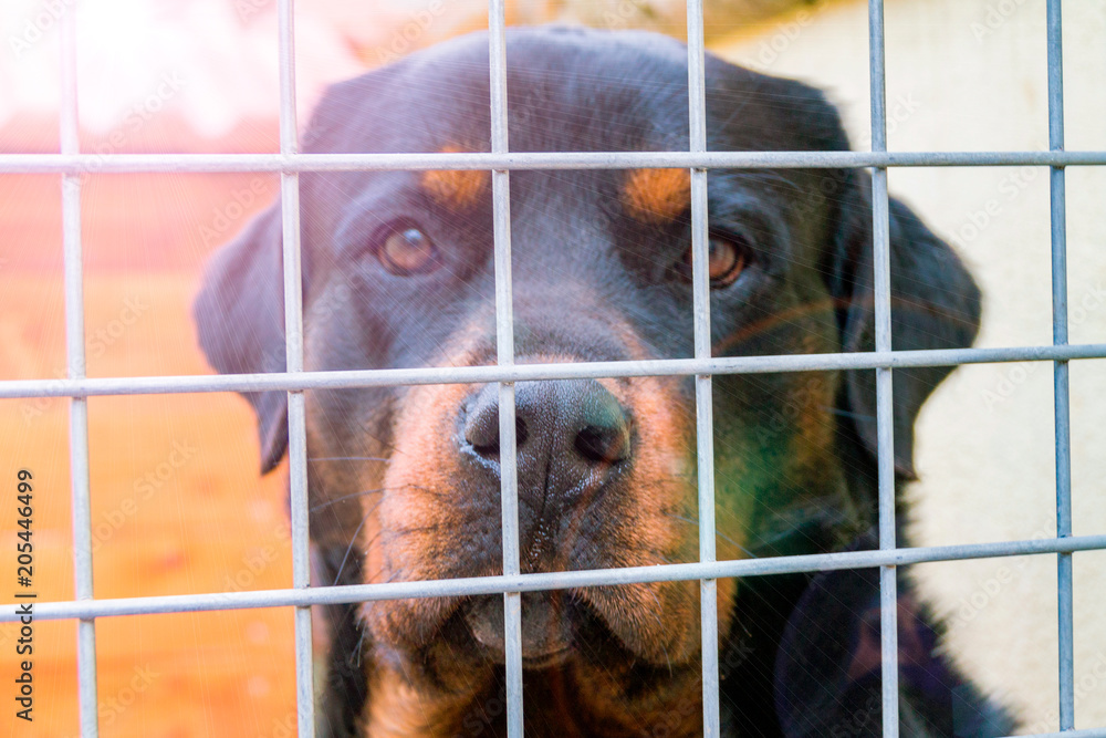 Dog waiting behind wire netting, a labrador looks through a cage, a ...